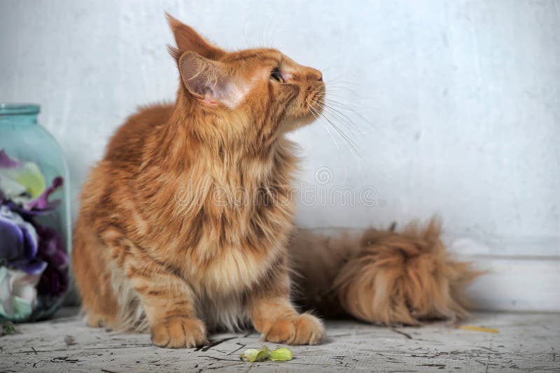 Red Maine Coon cat stock photo. Image of feline, funny - 33501794