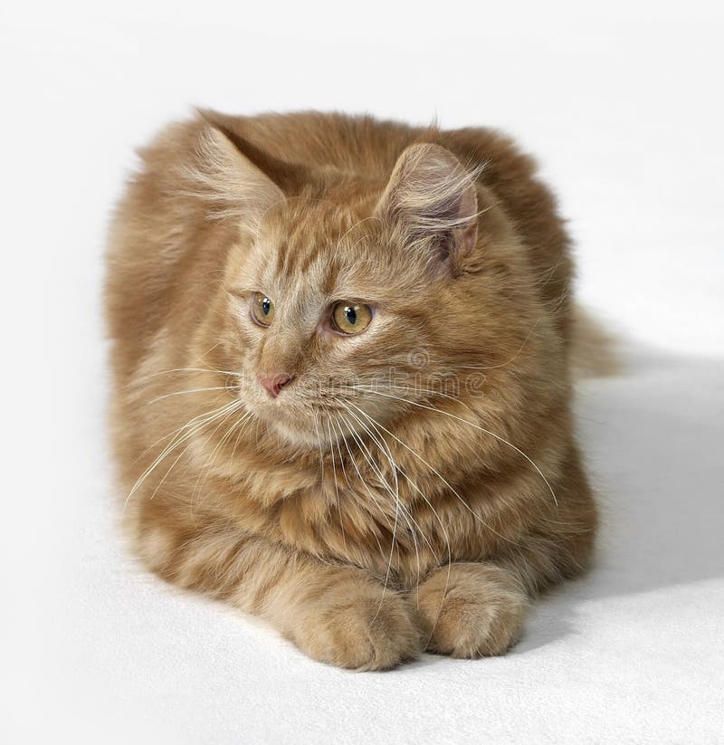 Red Maine Coon cat stock image. Image of cute, vertebrate - 35316661