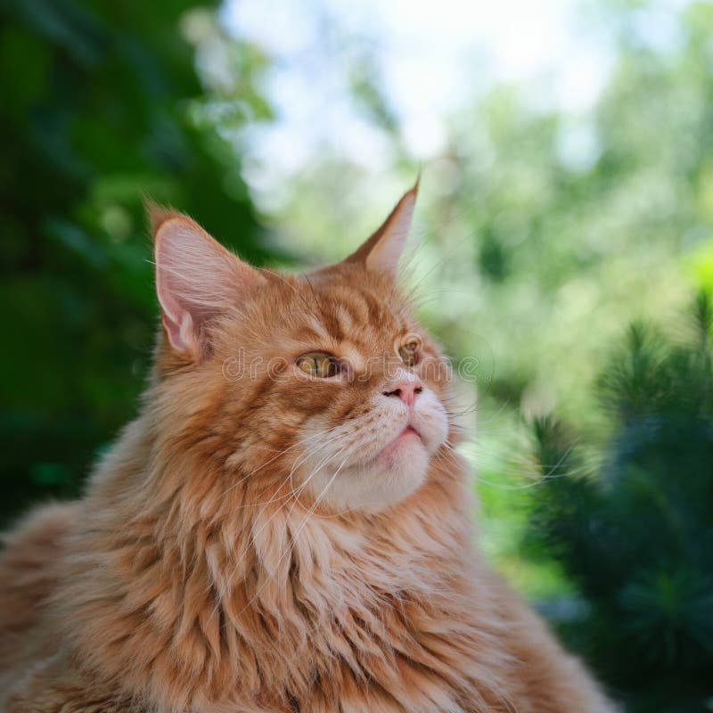 Maine Coon Trees Stock Photos - Free & Royalty-Free Stock Photos from ...