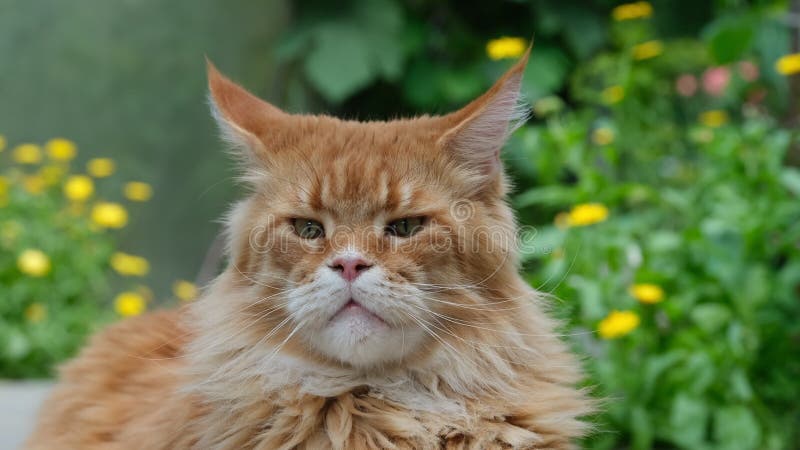 Red Maine Coon Cat Lying on a Table and Thinking. Stock Footage - Video ...