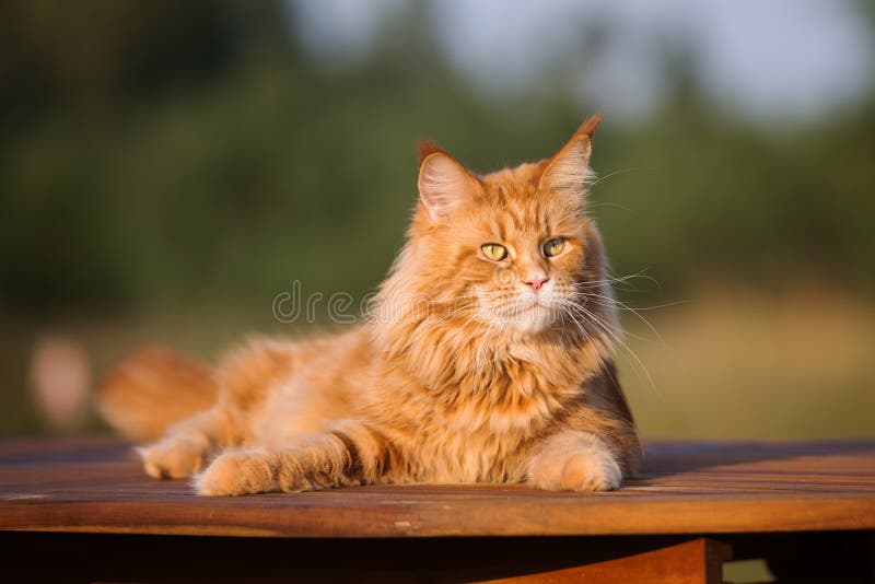 Red Maine Coon Cat Outdoors Stock Image - Image of ginger, look: 57817679
