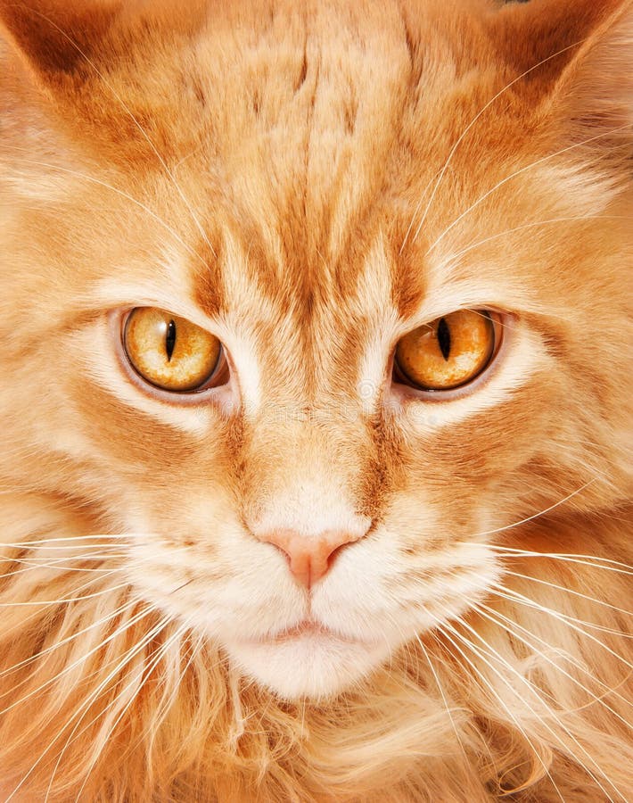 Red Maine Coon Cat Portrait Stock Photo - Image of lovely, eyes: 160583892