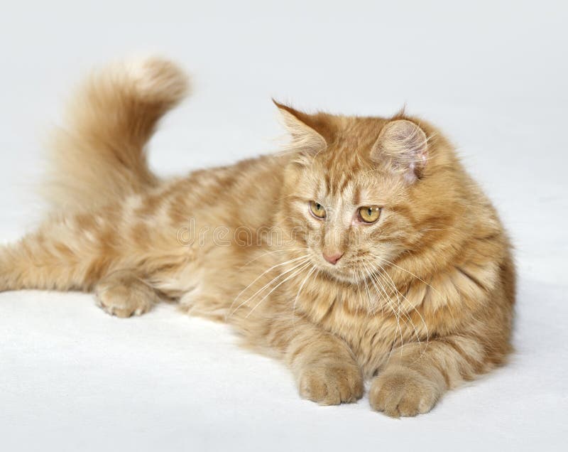 Red Maine Coon kitten stock image. Image of fluffy, carnivore - 26611305