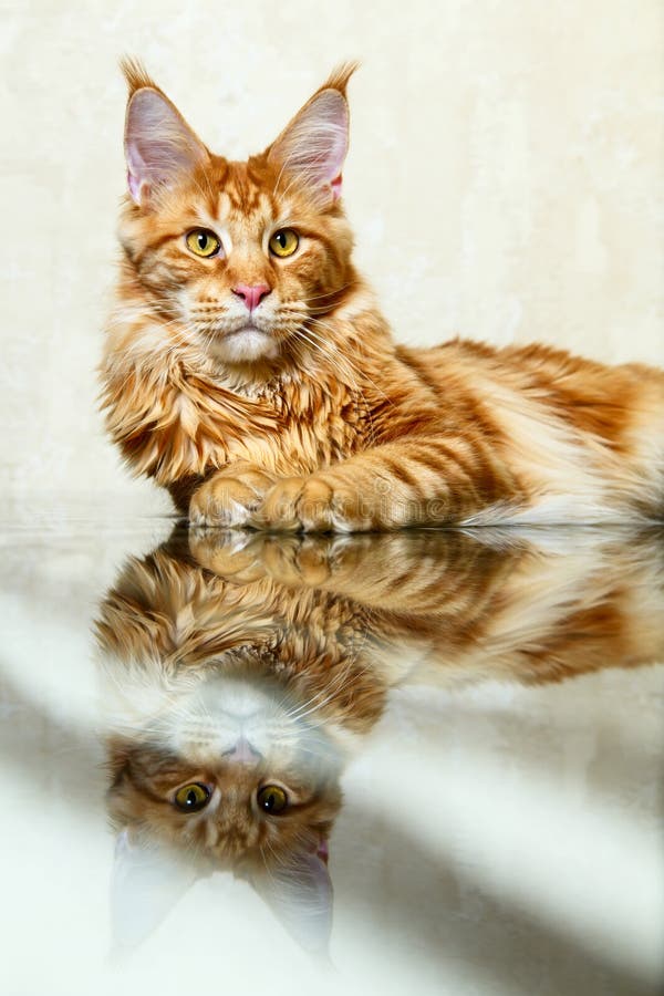 Maine Coon Mirror Stock Photos - Free & Royalty-Free Stock Photos from ...
