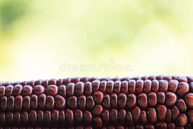 Corn, maize (Zea mays L.). stock photo. Image of yellow - 36593822