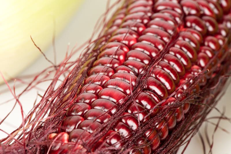 Corn, maize (Zea mays L.). stock photo. Image of yellow - 36593822