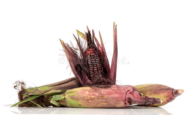 Corn, maize (Zea mays L.). stock photo. Image of yellow - 36593822