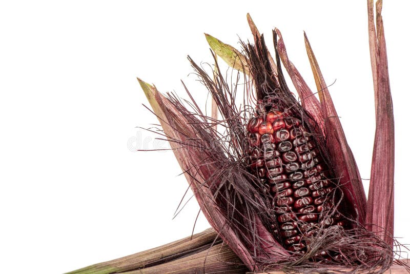 Red Maize or Corn Fruits and Seeds Isolated on White Surface Stock ...