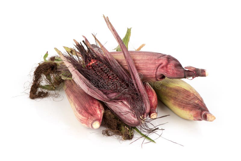 Corn, maize (Zea mays L.). stock photo. Image of yellow - 36593822