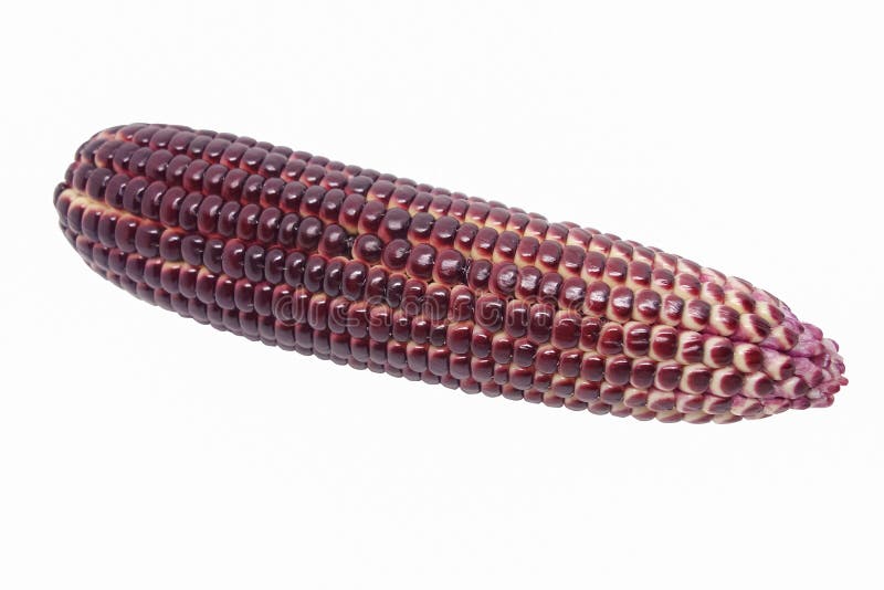Red maize isolated stock photo. Image of food, fresh - 128258936