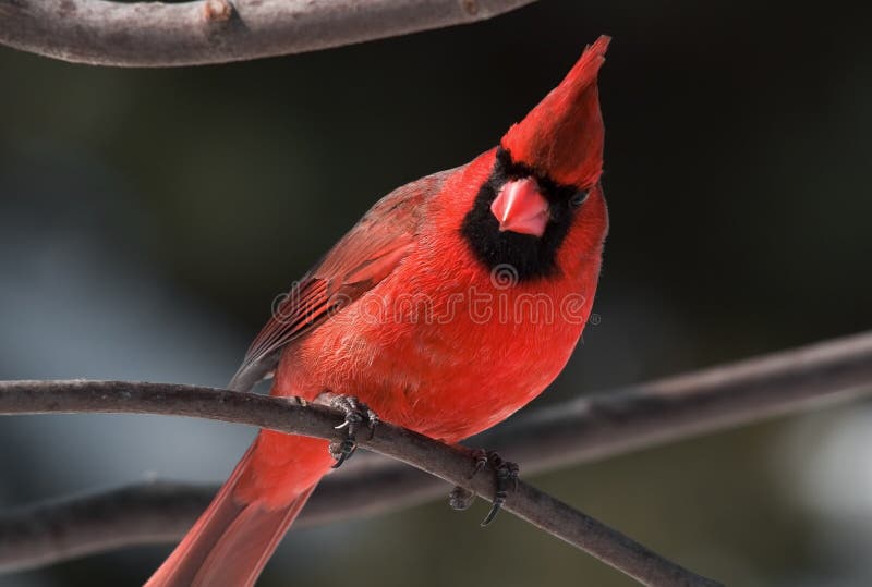 Red Majesty stock image. Image of feathers, nature, wildlife - 1661159