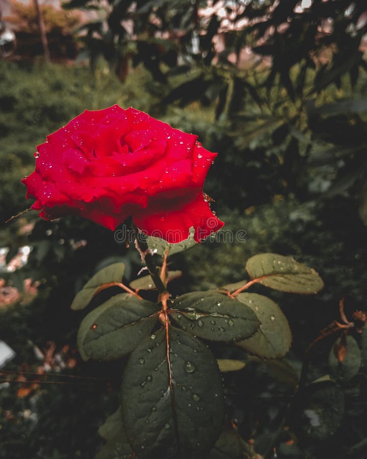 Red Majors Flower Closeup. Mature Majors Flower Stock Image - Image of ...
