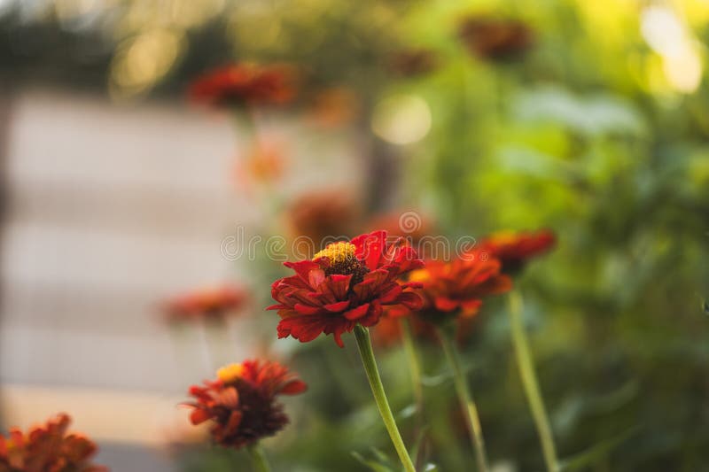 Red Majors Flower Closeup. Mature Majors Flower. Stock Image - Image of ...
