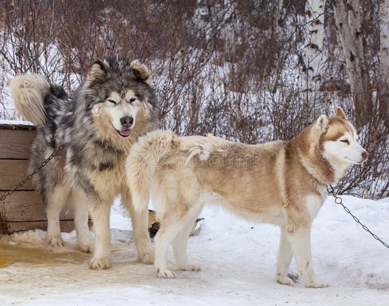 Red Malamute in Nursery for Dogs Stock Image - Image of nose ...
