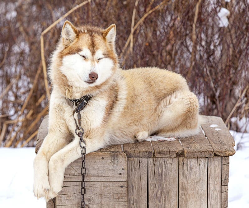 Red Malamute in Nursery for Dogs Stock Image - Image of cheerful, cold ...