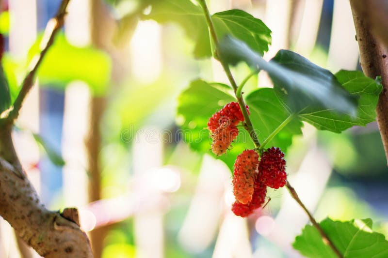 Red malberry on tree. stock image. Image of macro, composition - 109171165
