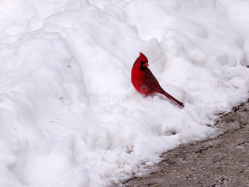 Cardinal Bird stock image. Image of bird, snow, winter - 363679649