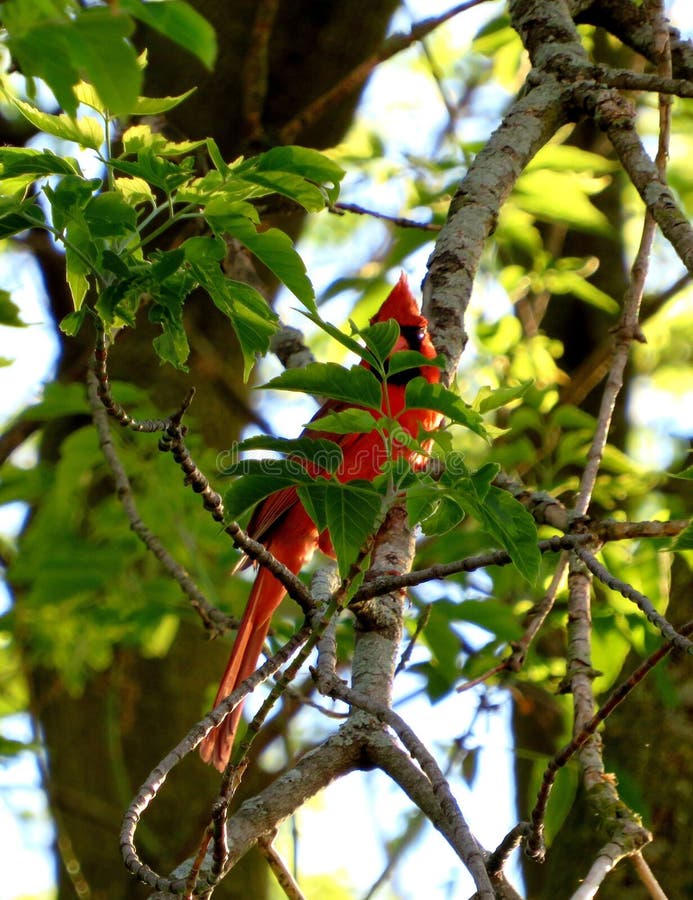 Red Male Cardinal stock photo. Image of cardinal, cardinalis - 216237962