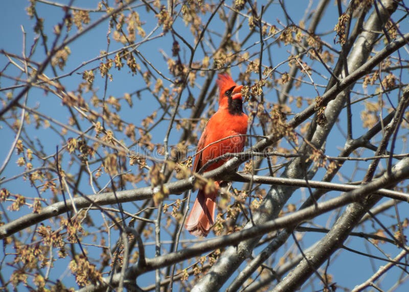 Red Male Cardinal Singing in a Tree Stock Photo - Image of mating, call ...