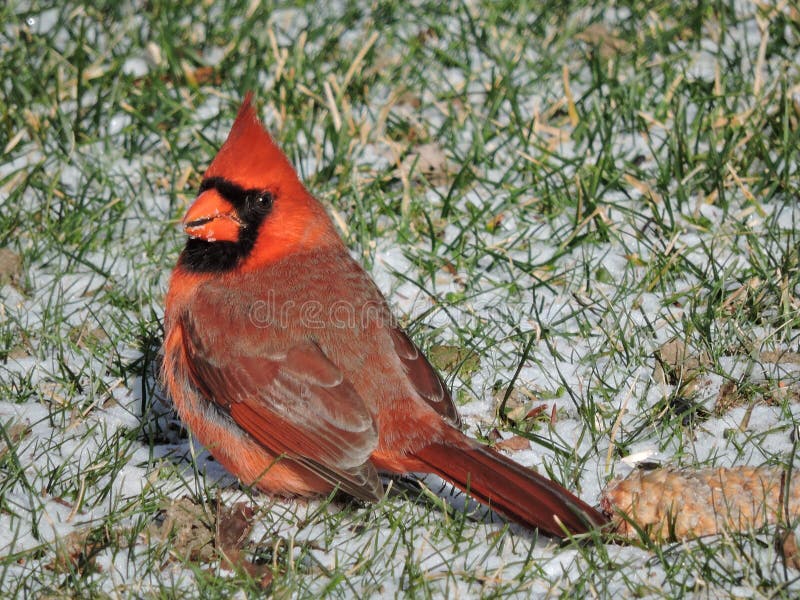 Red Male Cardinal Sitting on the Ground Covered in Snow Stock Photo ...