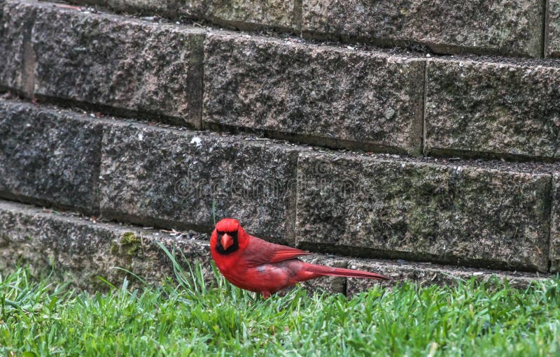 Red Male Cardinal Standing in Grass Stock Photo - Image of birds ...