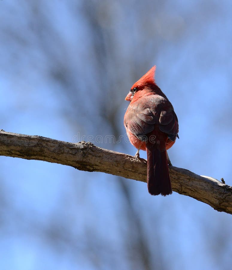 Red Male Cardinal on a Tree Branch Stock Image - Image of background ...