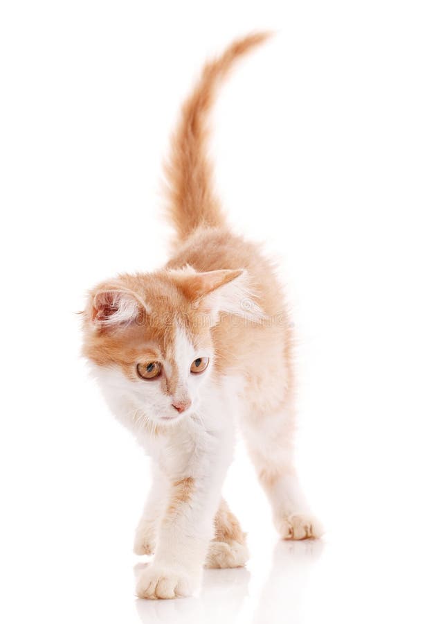 Red Male Cat, Walking Towards Camera. Isolated Stock Image - Image of ...