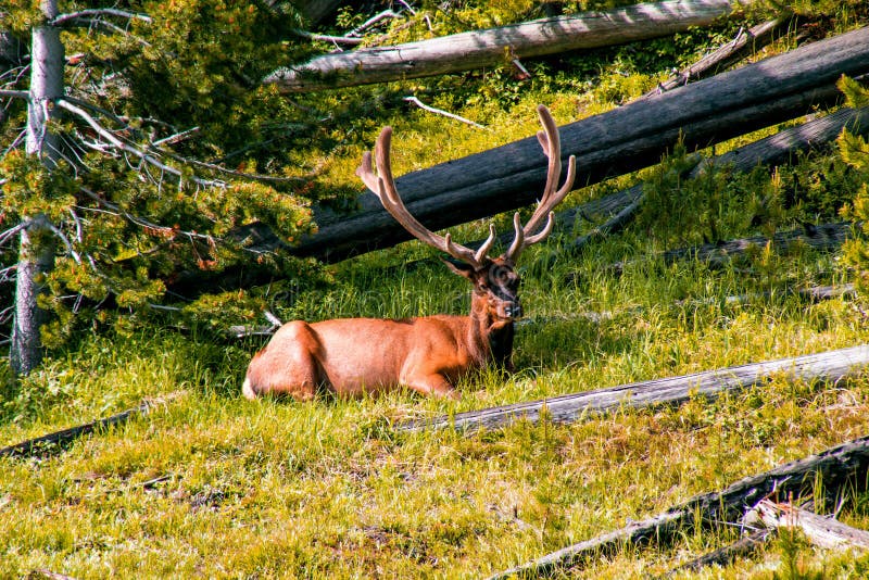 Red Male Deer Resting in Greenery Stock Photo - Image of cervus ...