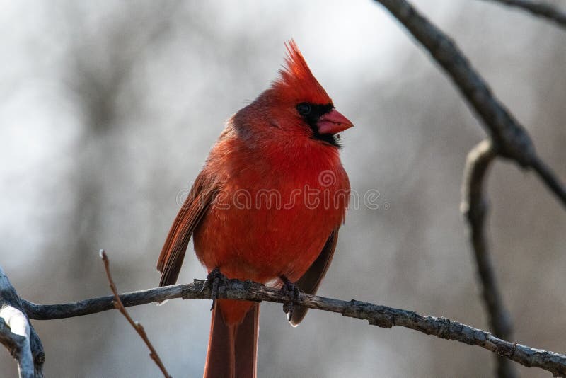 Red Male Northern Cardinal Sitting on the Branch of a Tree in the ...