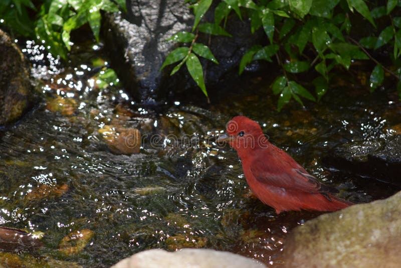 A Red Male Summer Tanager Bird Taking a Bath. Stock Image - Image of ...