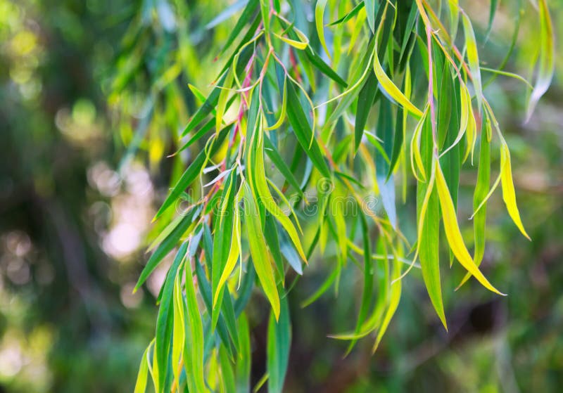 1,417 Mallee Stock Photos - Free & Royalty-Free Stock Photos from ...