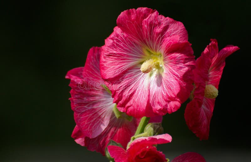 29,803 Mallow Stock Photos - Free & Royalty-Free Stock Photos from ...