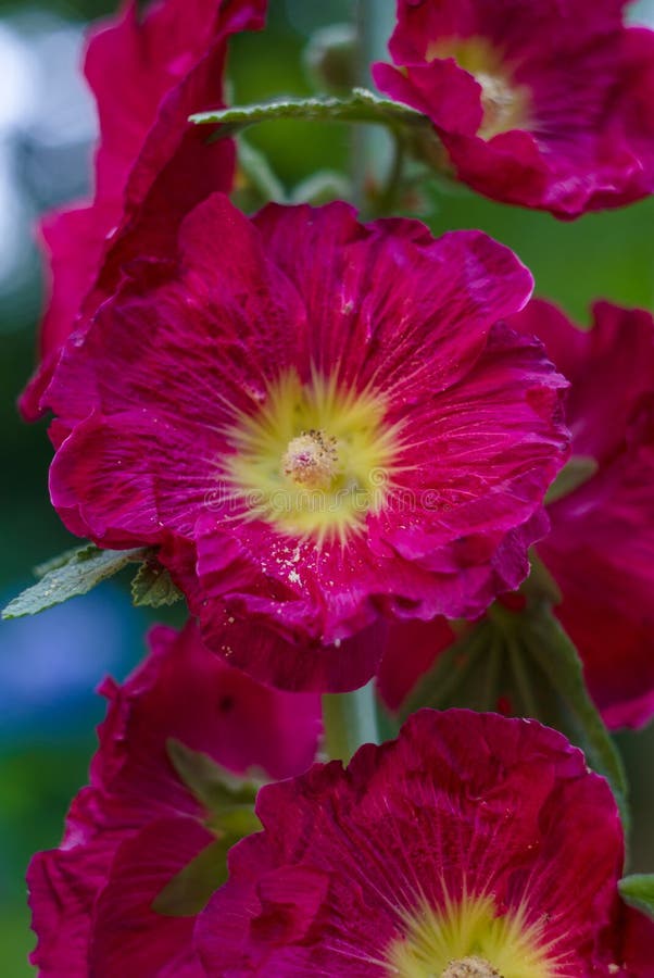 Red mallow stock image. Image of meadows, flora, blooms - 38832835