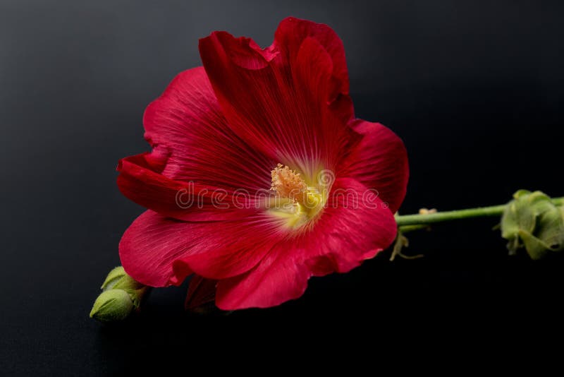 Red Mallow Flower Close-up, Isolated on a Black Background Stock Photo ...