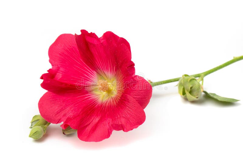 Red Mallow Flower Close-up, Isolated on a White Background Stock Image ...