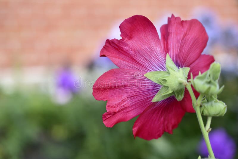 Red Mallow Flower in the Garden in Summer Stock Image - Image of growth ...