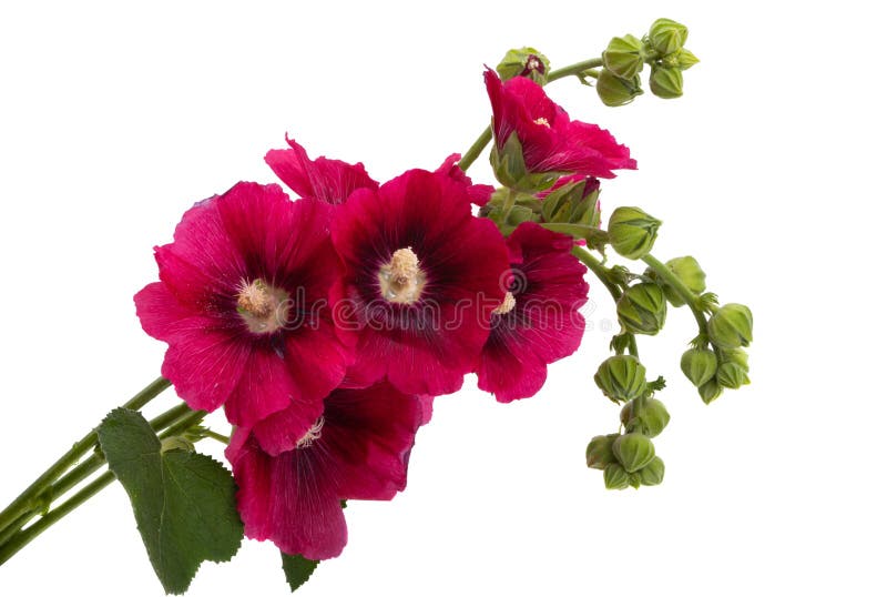 Red mallow flower isolated stock photo. Image of petal - 224190232