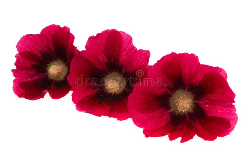 Red mallow flower isolated stock photo. Image of petal - 224190232