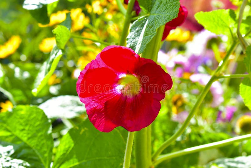 Red Mallow Flower in the Light of the Sun Stock Photo - Image of ...