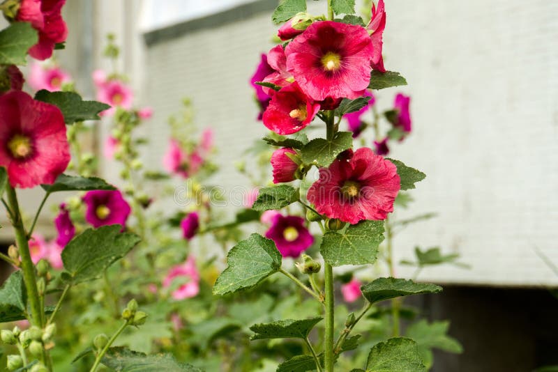 Red Mallow Flowers stock photo. Image of hollyhock, flowers - 99622982