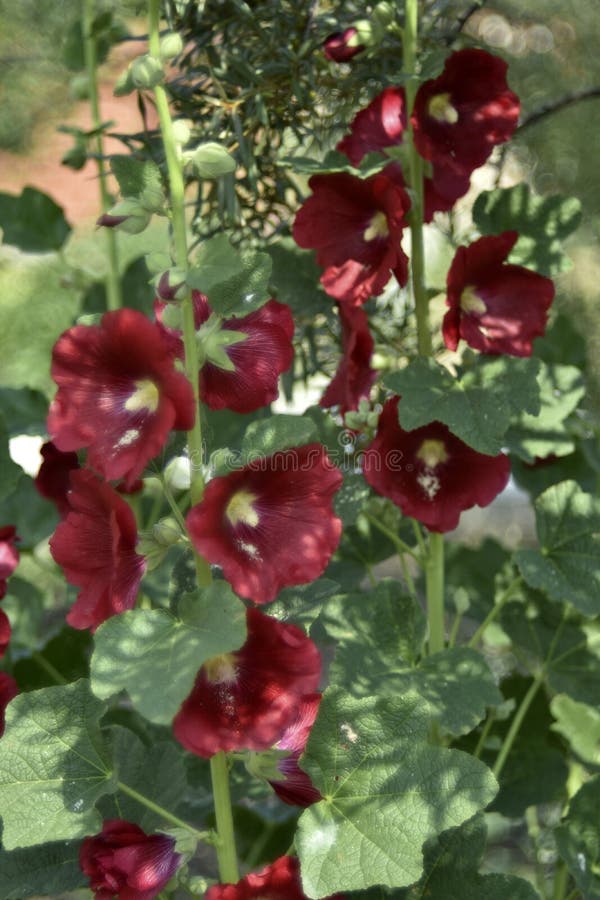 Red Mallow Flowers in the Garden in Summer Stock Photo - Image of ...