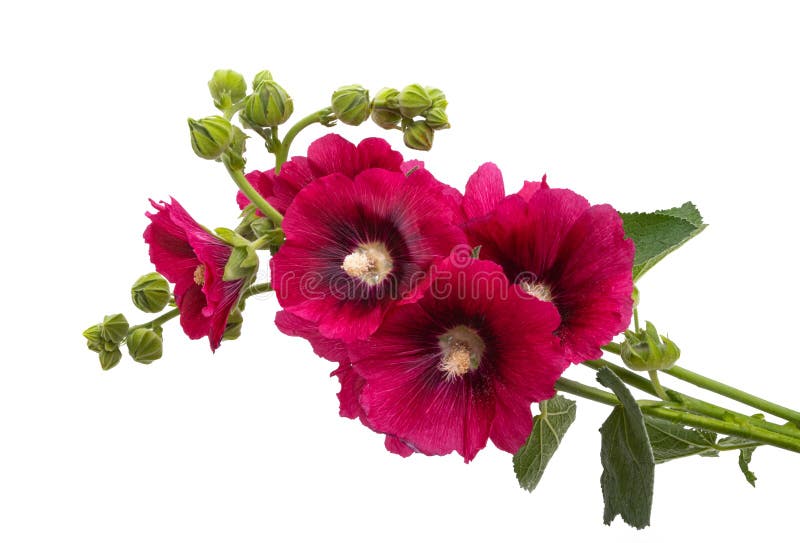 Red Mallow Flowers Isolated Stock Image - Image of decoration, petal ...
