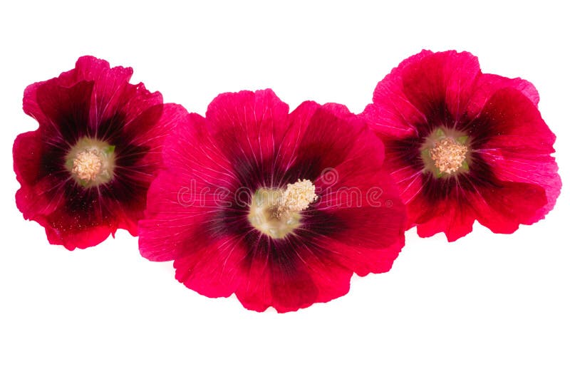 Red Mallow Flowers Isolated Stock Image - Image of fresh, floral: 248978487