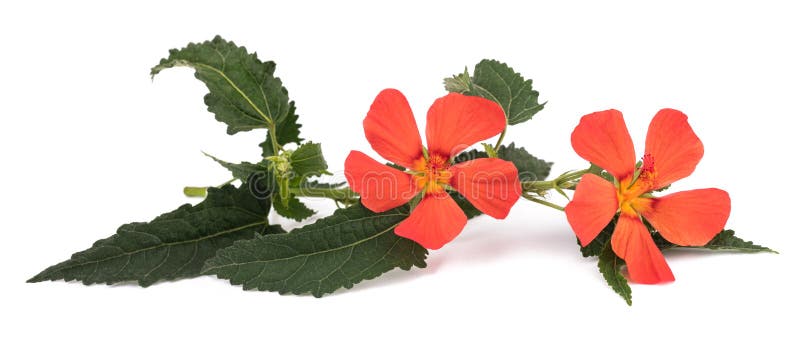 Red mallow stock photo. Image of hibiscus, nature, bloom - 244744574