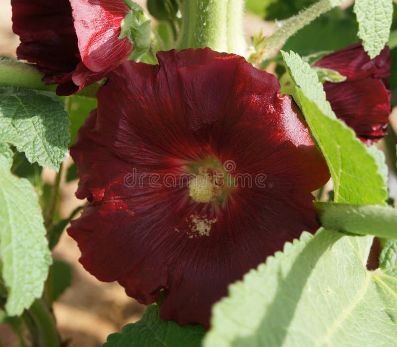 Red Malva flower stock image. Image of malva, plant - 106867459