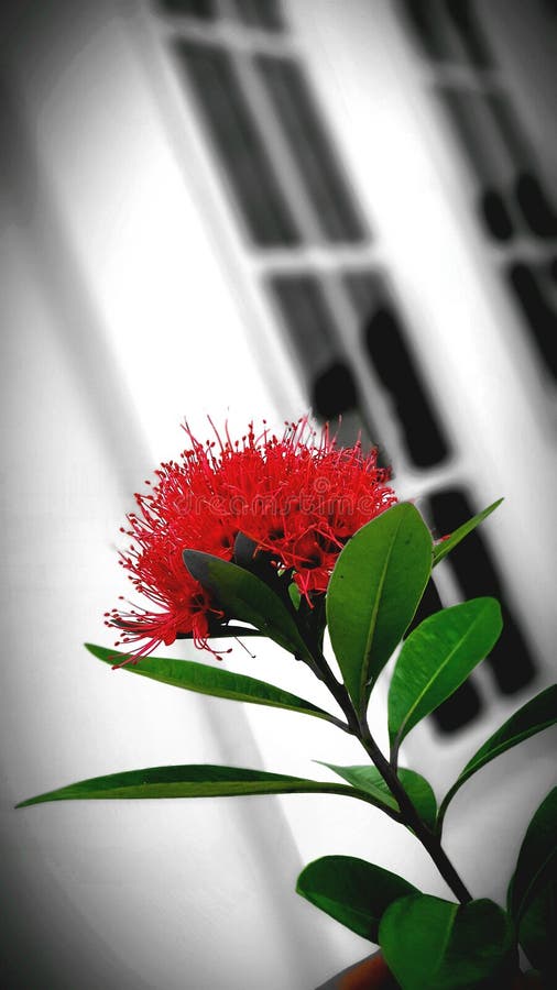 Red mamba flower stock image. Image of produce, bouquet - 222313495