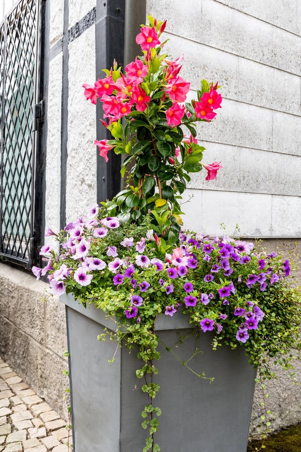 Red Mandevilla Flowers in a Pot on the Street Stock Photo - Image of ...