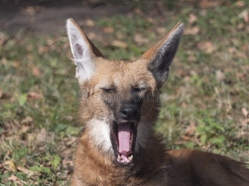 Red Maned Wolf in the Captive Animal Portrait Stock Photo - Image of ...