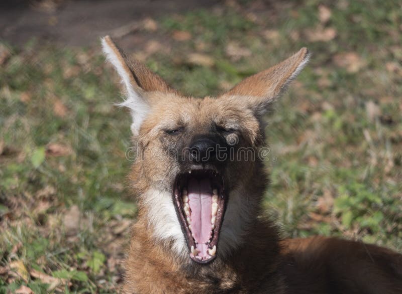 Red Maned Wolf in the Captive Animal Portrait Stock Image - Image of ...