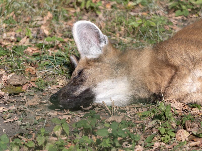 Red Maned Wolf in the Captive Animal Stock Photo - Image of american ...